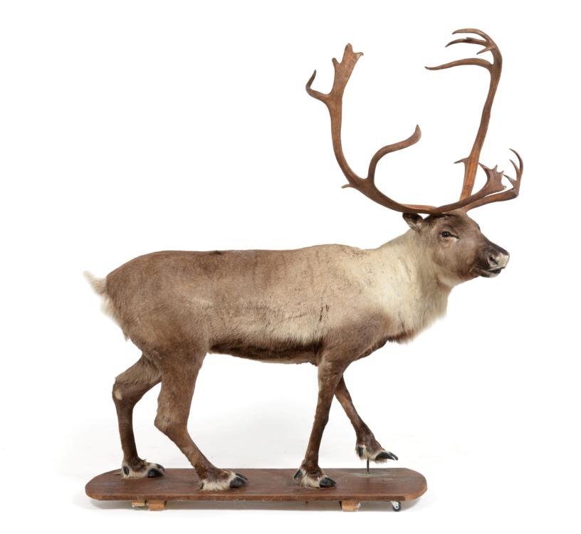 Lot 38 - Taxidermy: Caribou/Reindeer (Rangifer