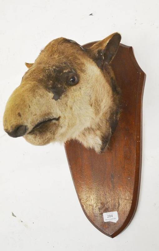 Lot 284 - Tapir (Tapirus pinchaque), circa 1950's,