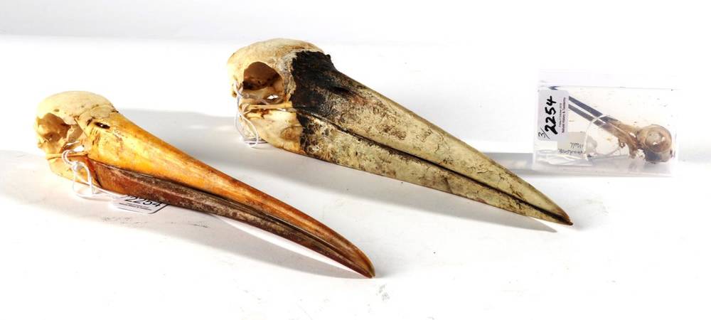 Lot 2254 - Skulls/Anatomy: Marabou Stork (Leptoptilos