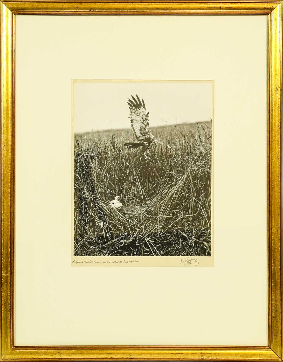 Lot 111 - Eric Hosking OBE Hon. FRPS FBIPP (1909-1991).