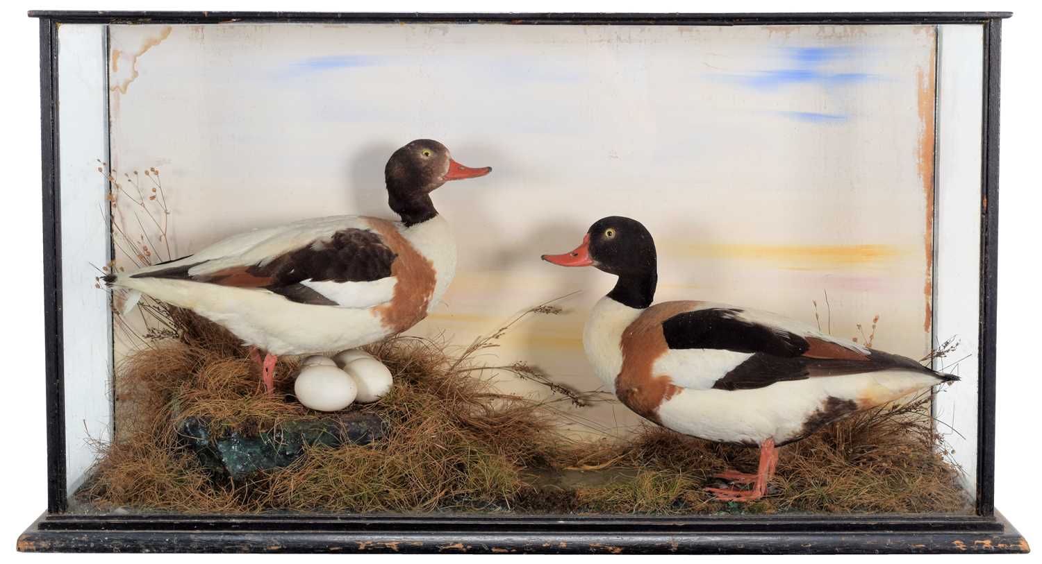 Lot 47 - Taxidermy: A Cased Pair of Common Shelducks
