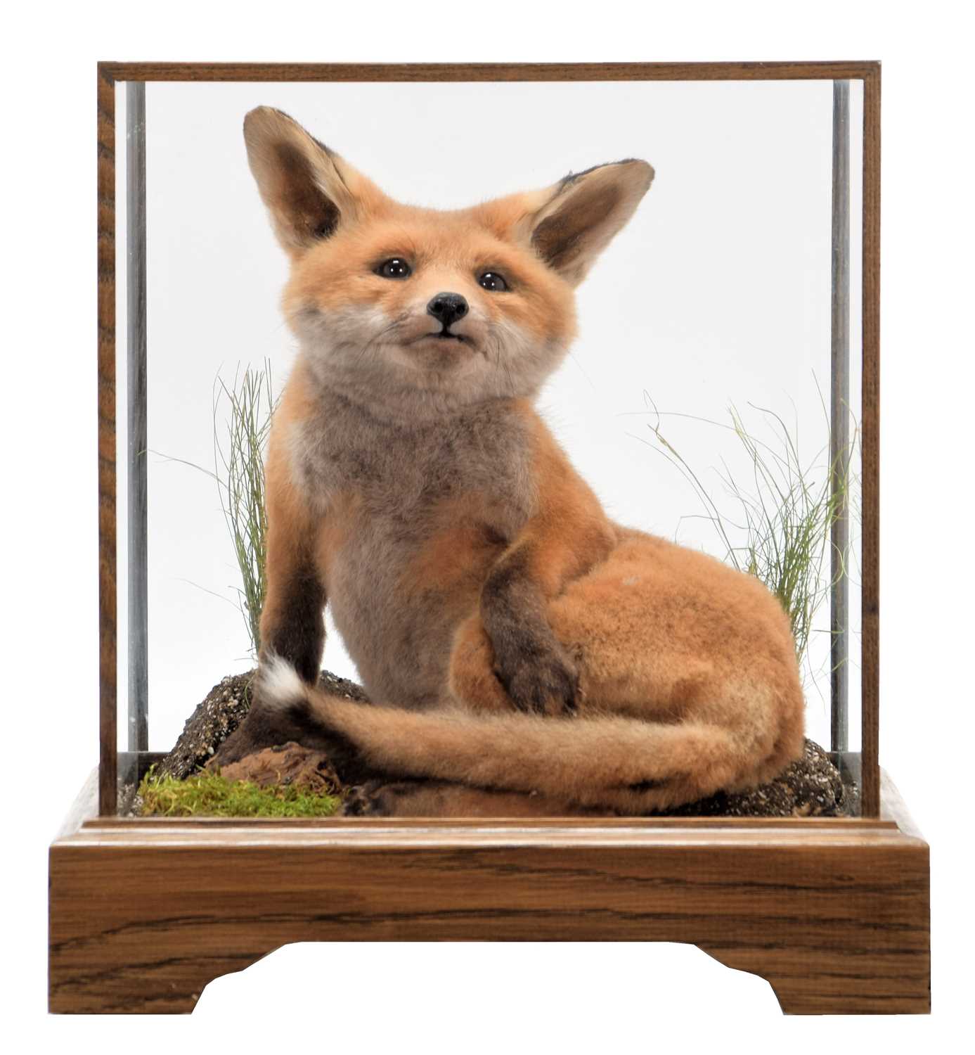 Lot 182 - Taxidermy: A European Red Fox Cub (Vulpes