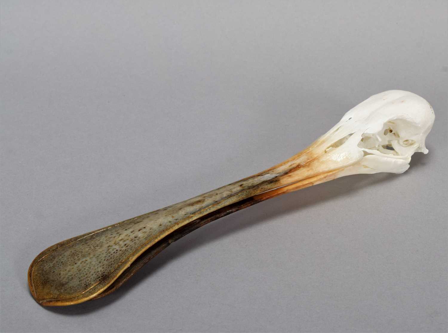 Lot 228 - Skulls/Anatomy: African Spoonbill Skull