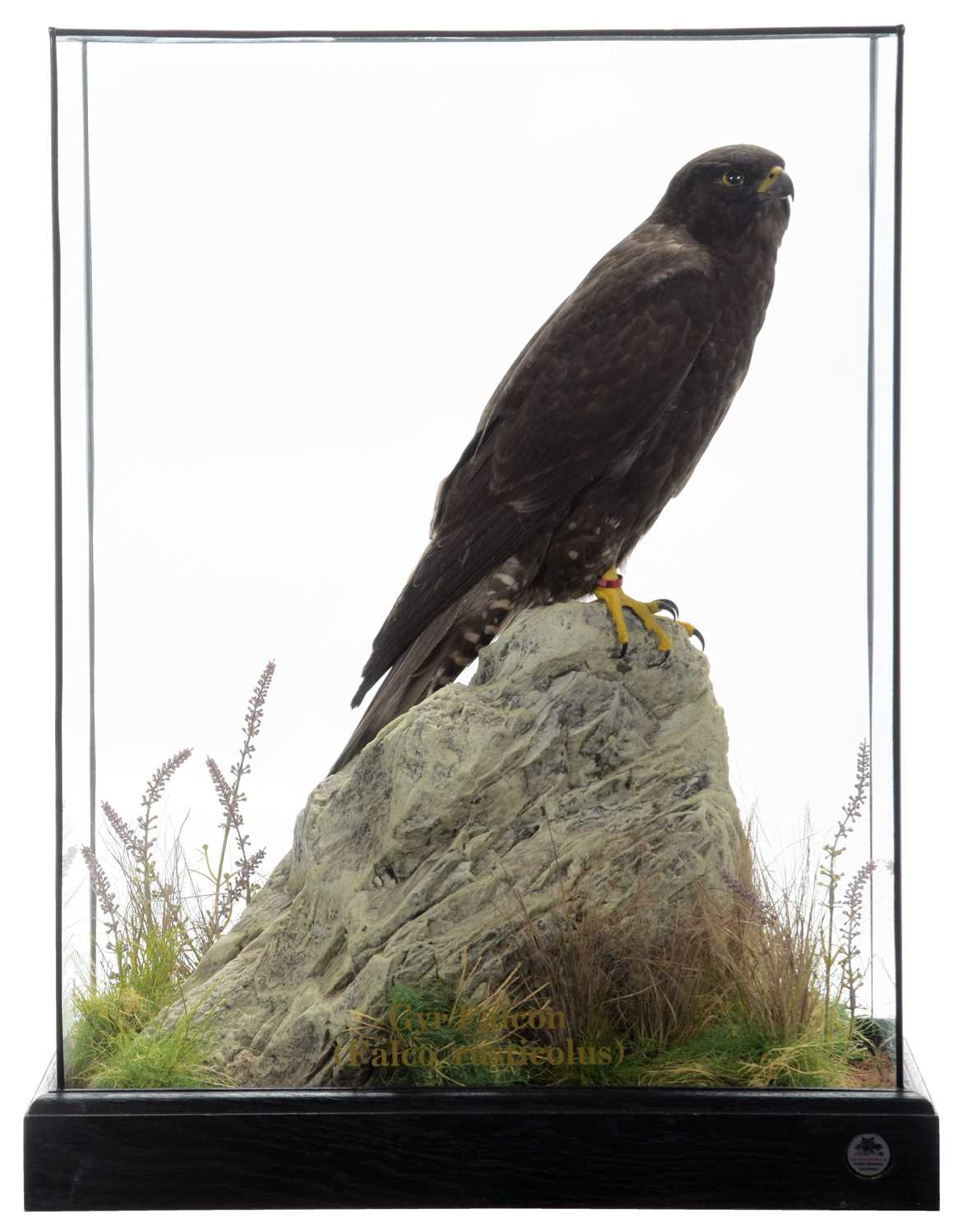Lot 144 - Taxidermy: A Cased Black Gyr Falcon (Falco