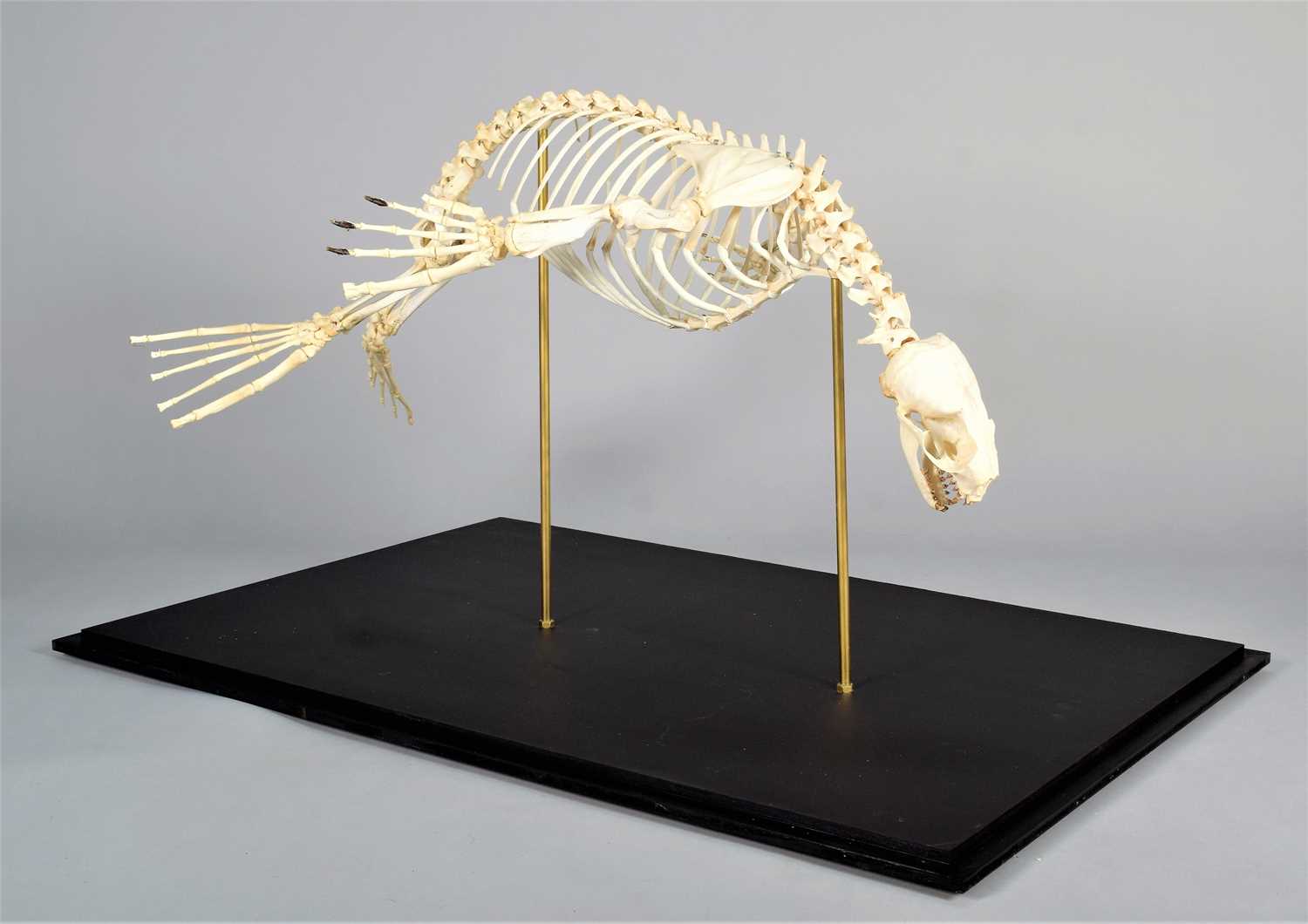 Lot 140 - Skeletons: South American Fur Seal Skeleton