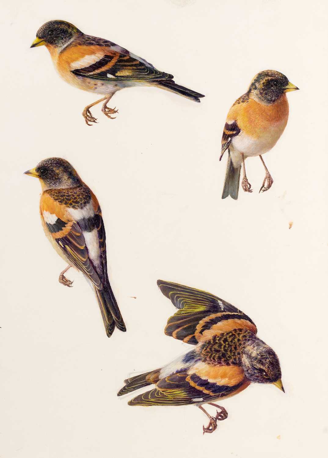 Lot 11 - Raymond Booth (1929-2015) “Four Studies of a