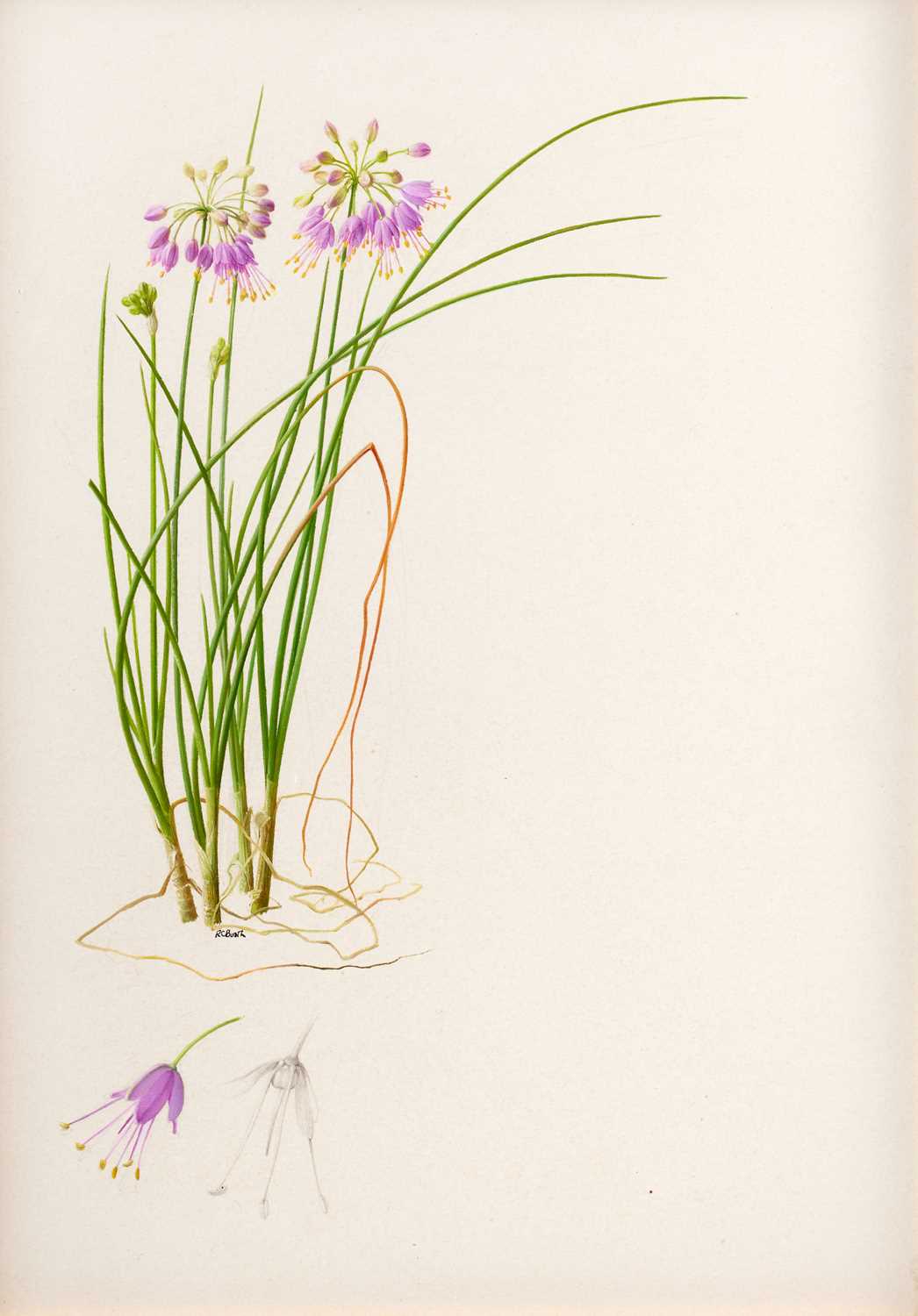 Lot 65 - Raymond Booth (1929-2015) “Allium” Signed,