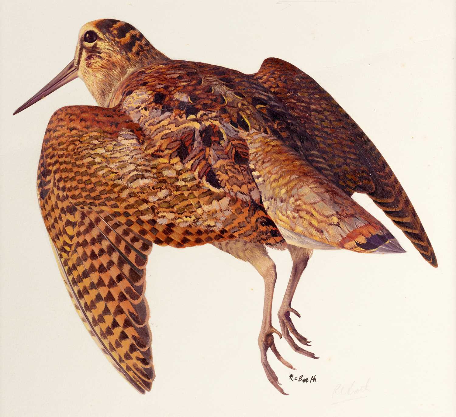 Lot 14 - Raymond Booth (1929-2015) Study of a Woodcock
