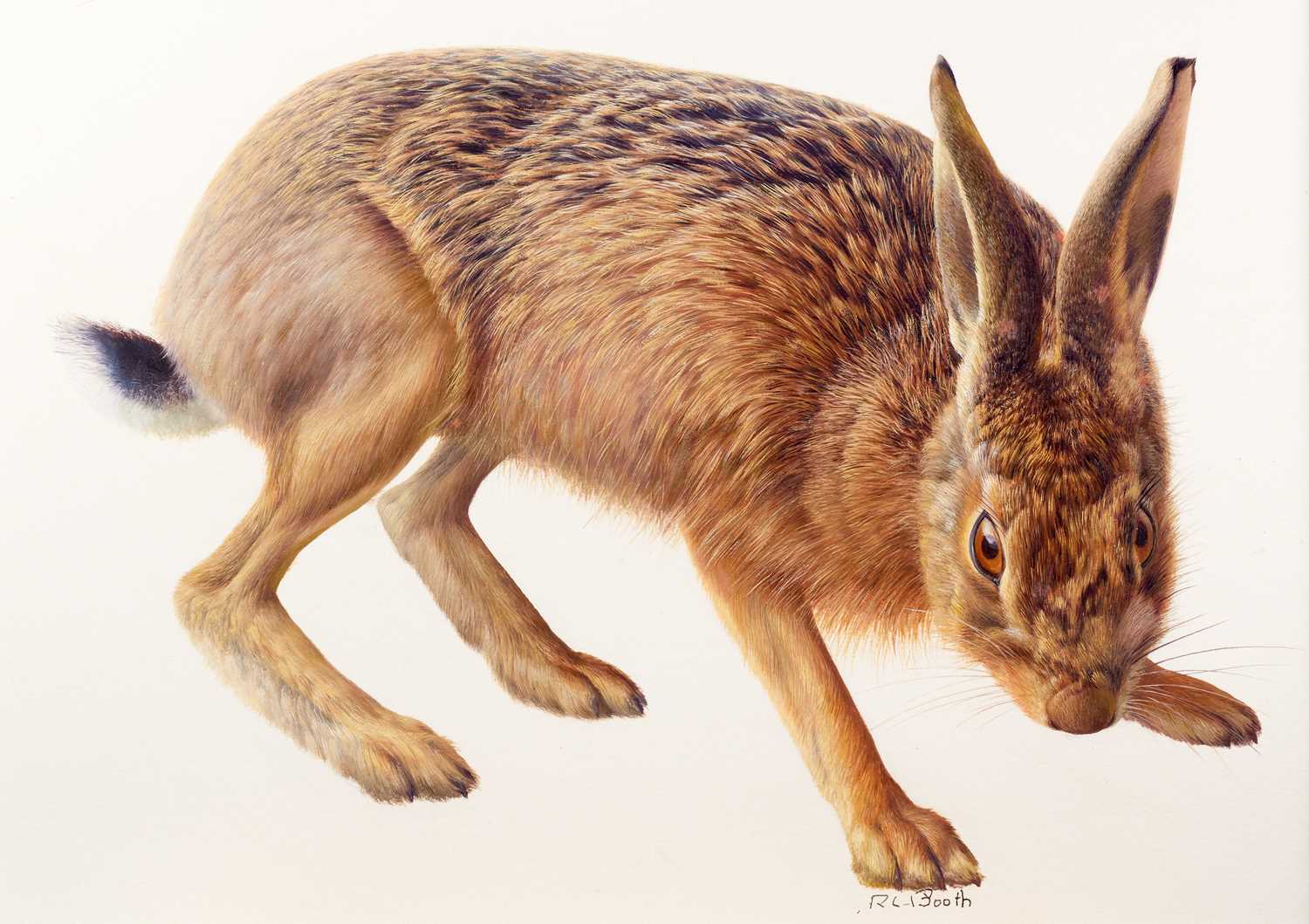 Lot 27 - Raymond Booth (1929-2015) Study of a Hare