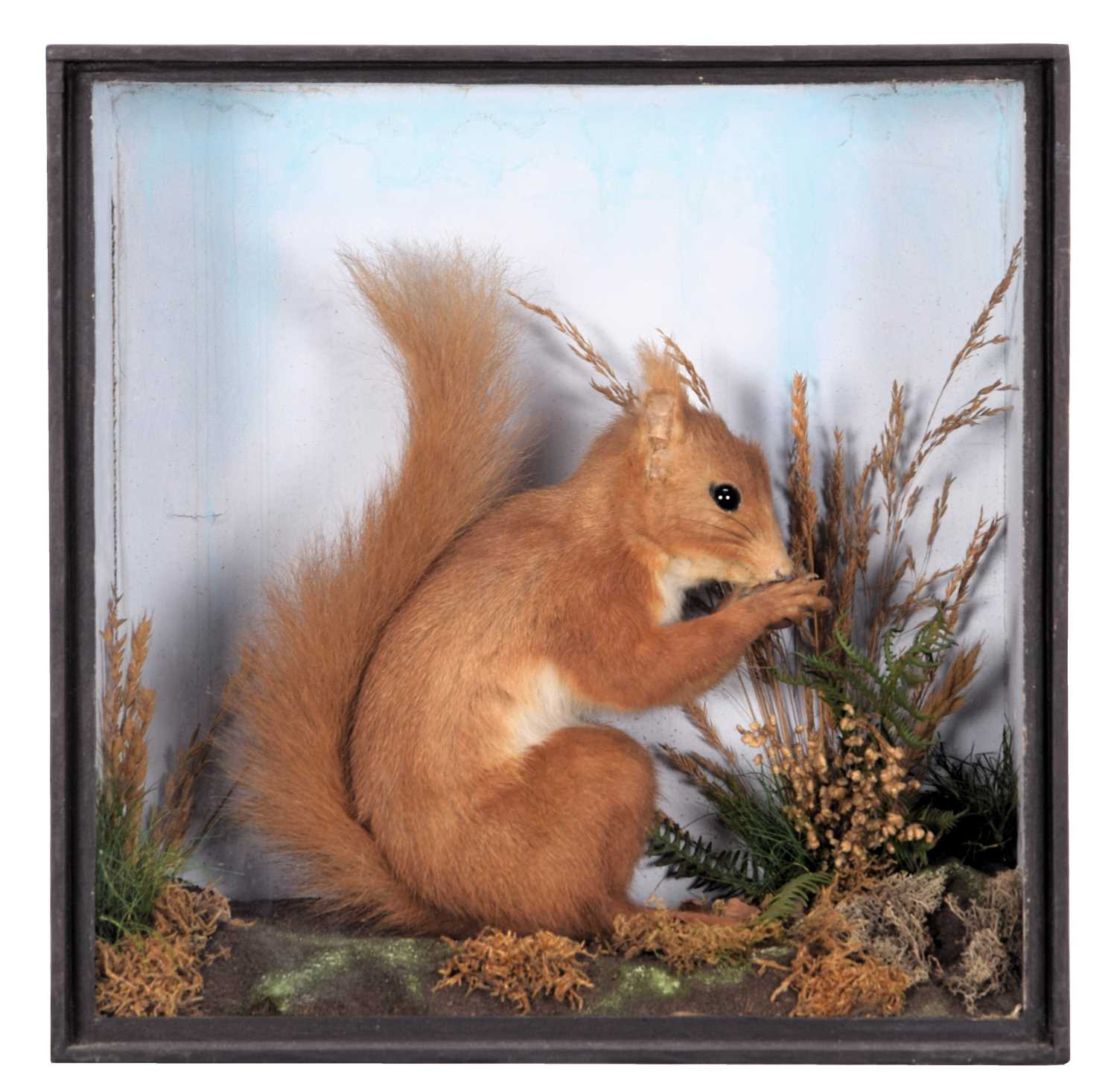 Lot 2256 - Taxidermy: A Late Victorian Cased Red