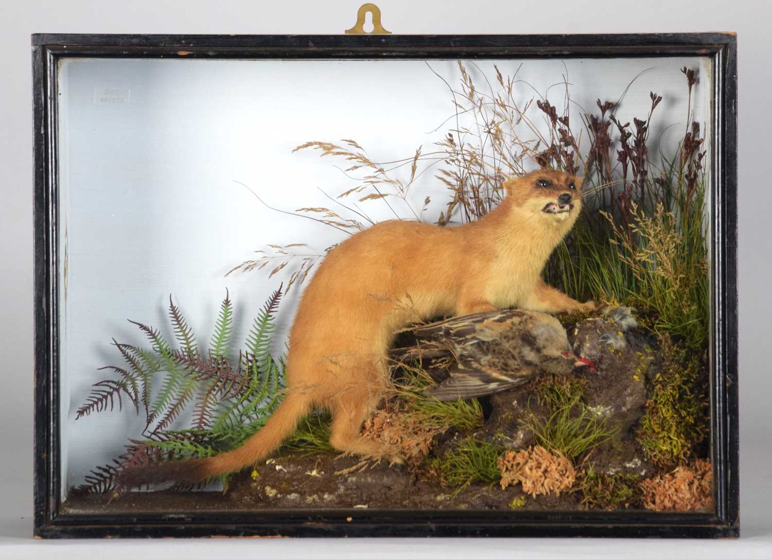 Lot 1243 - Taxidermy: A Cased European Stoat (Mustela