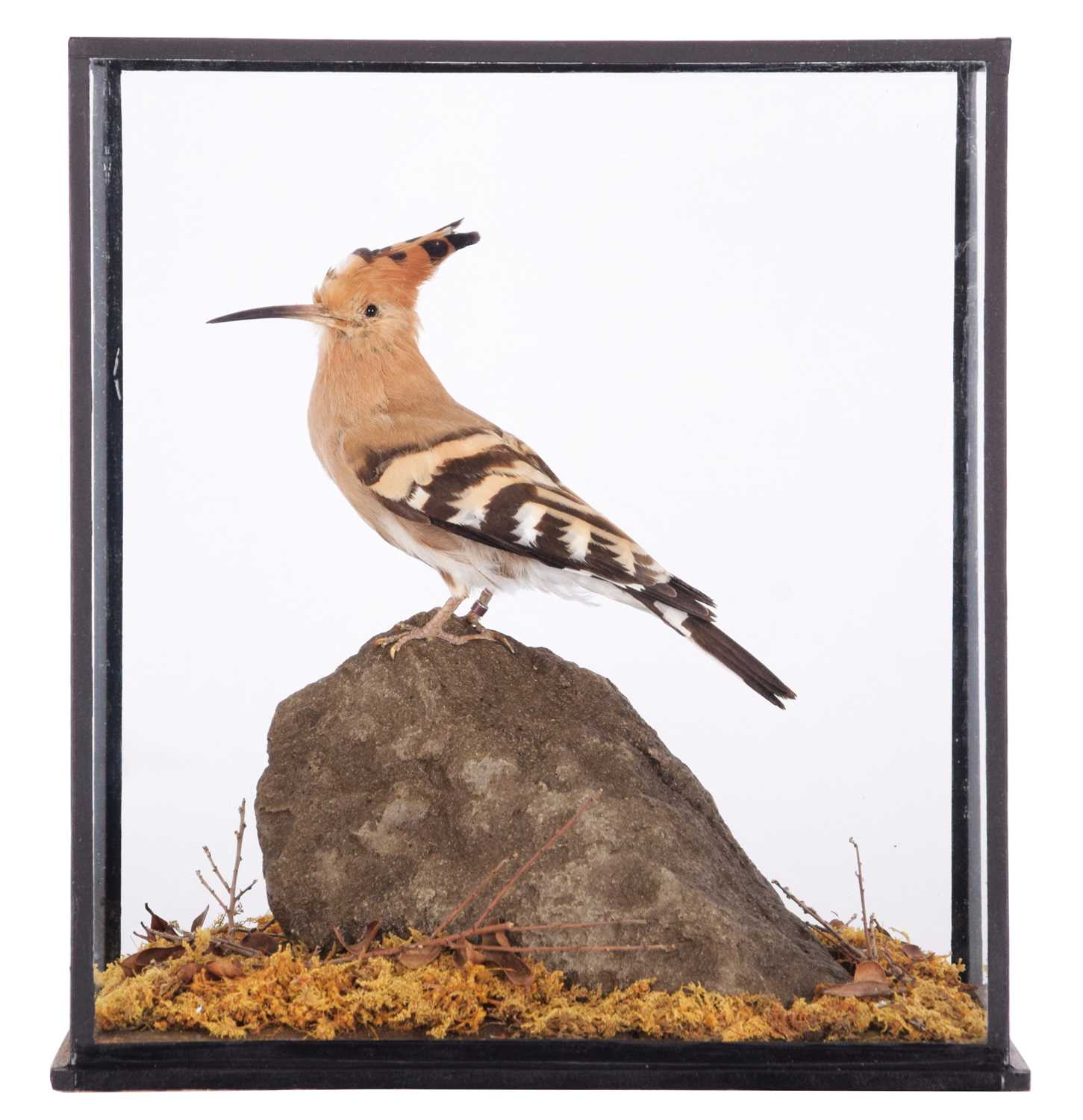 Lot 7 - Taxidermy: European Hoopoe (Upupa epops),