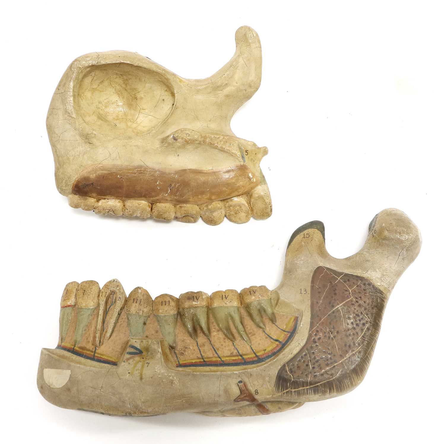 Lot 203 - Anatomical Model Of Human Upper And Lower