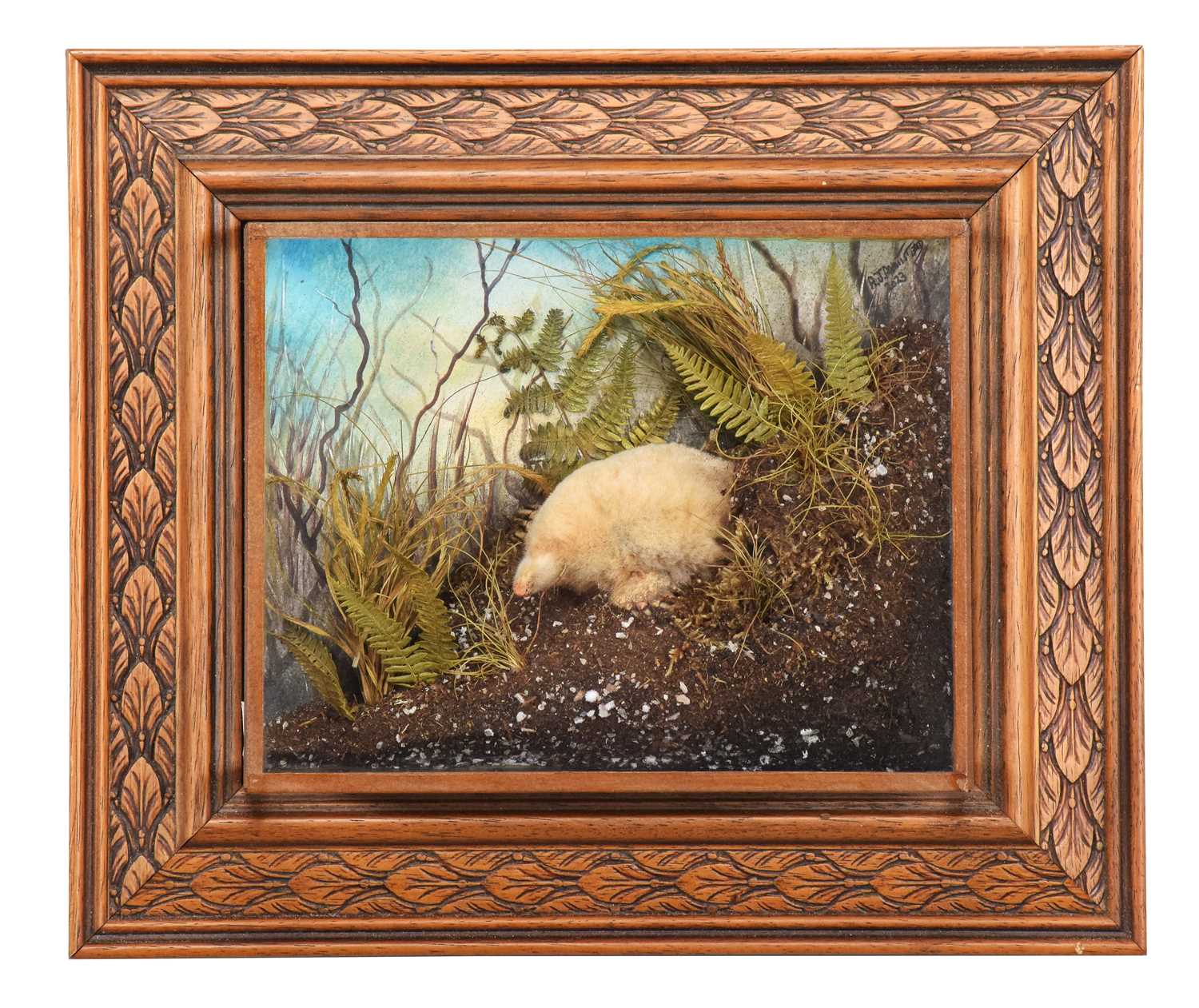 Lot 94 - Taxidermy: A Wall Cased Albino Mole (Talpa