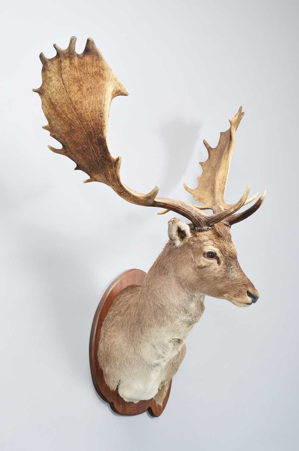 Taxidermy: European Fallow Deer (Dama dama), modern,