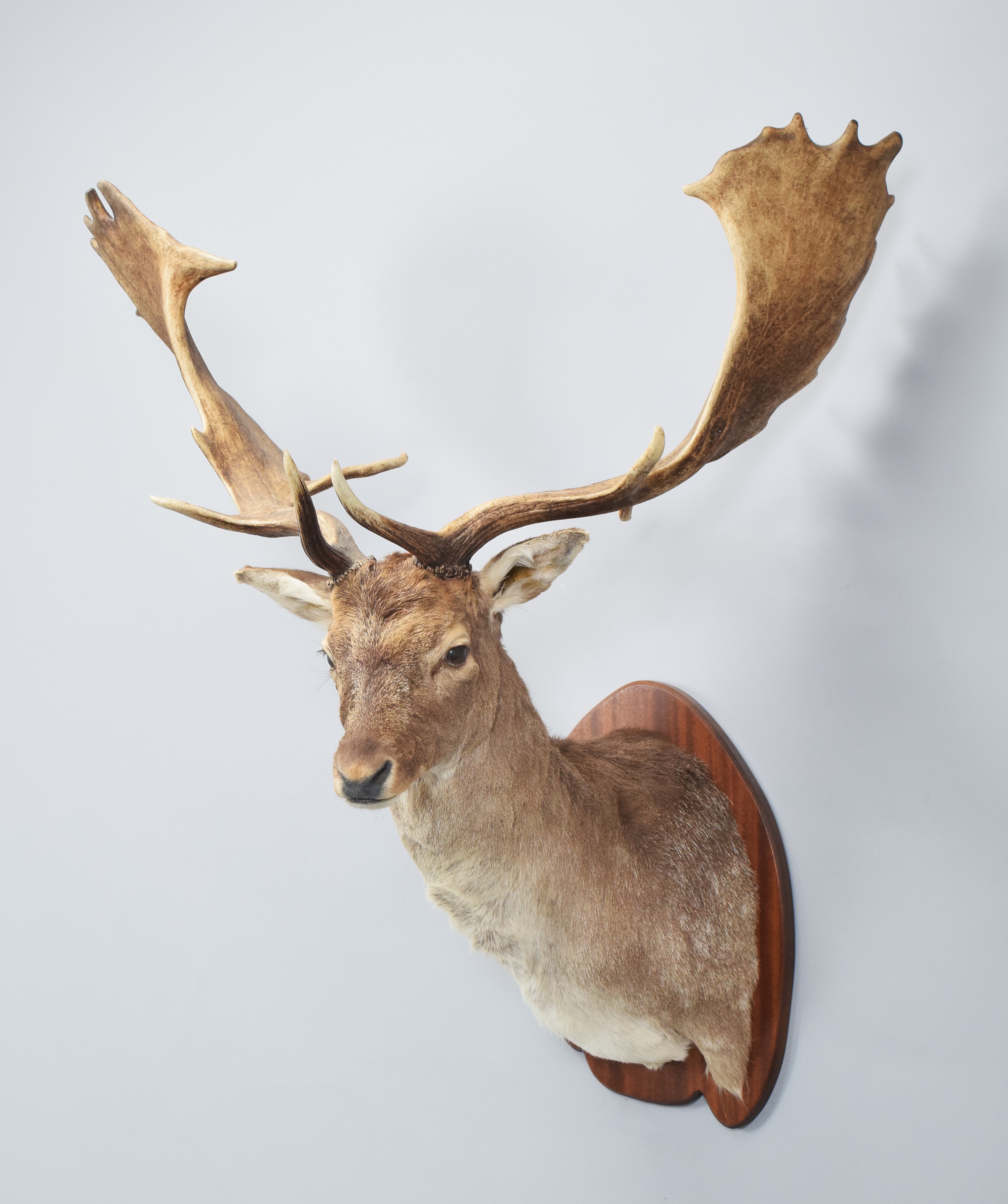 Taxidermy: European Fallow Deer (Dama dama), modern,