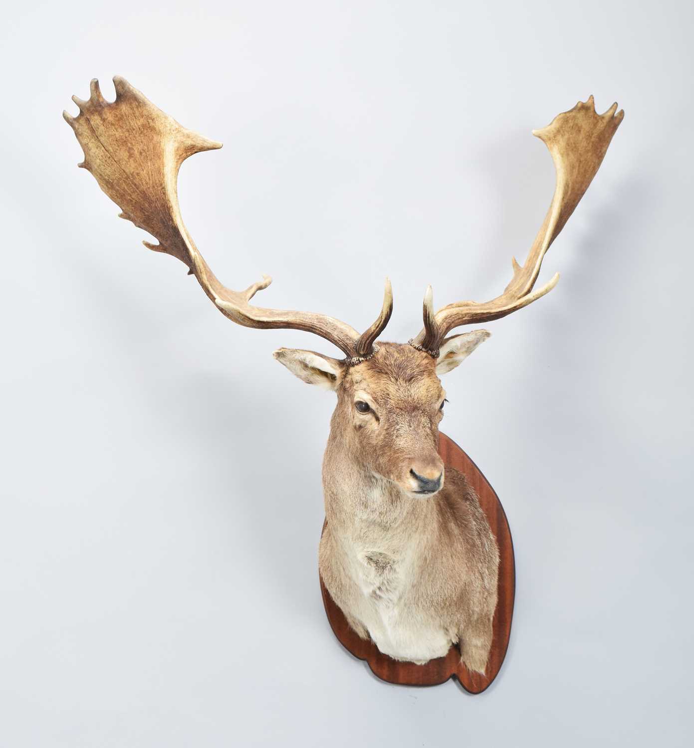 Taxidermy: European Fallow Deer (Dama dama), modern,