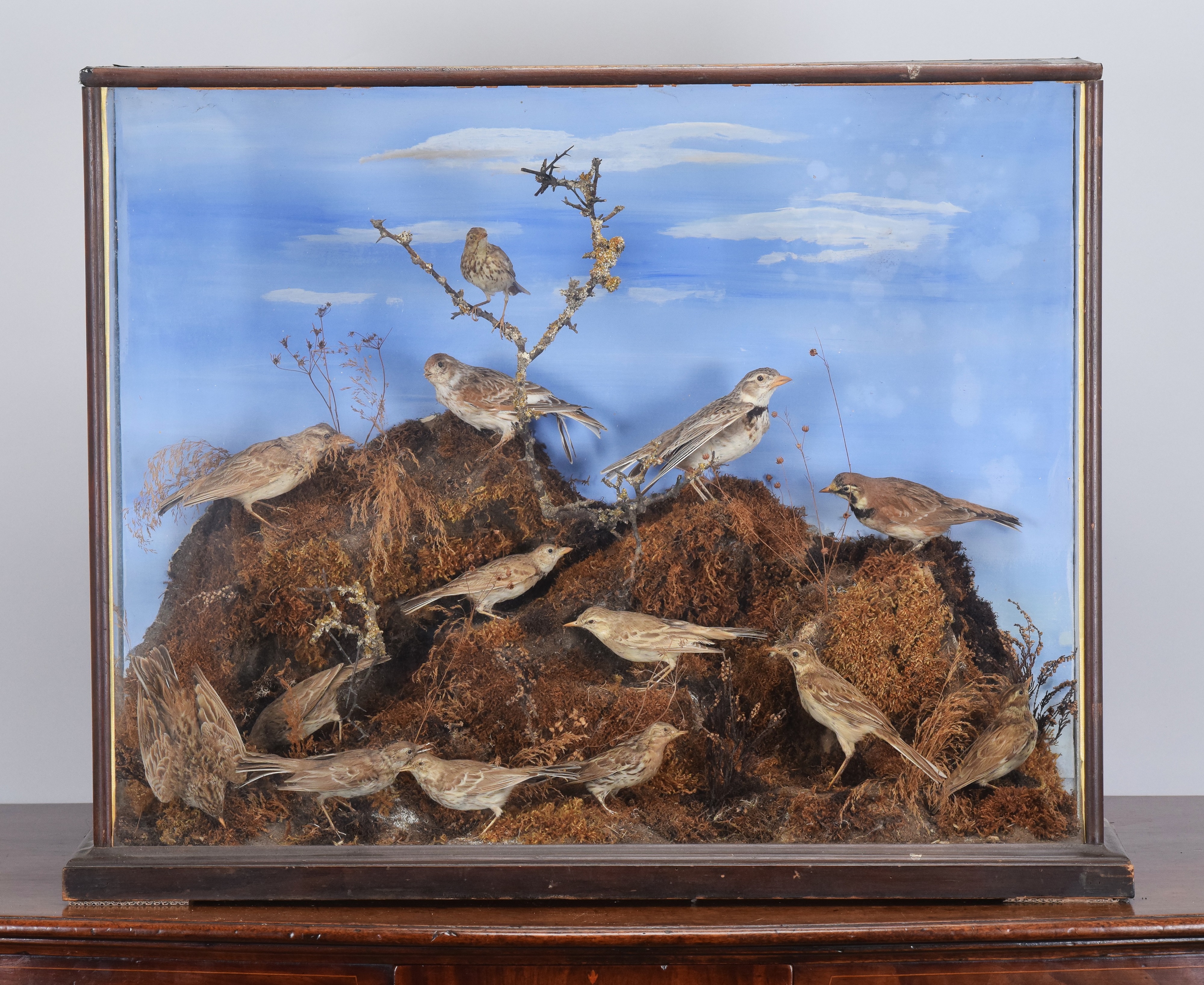 Lot 313 - Taxidermy: A Late Victorian Case of Skylarks