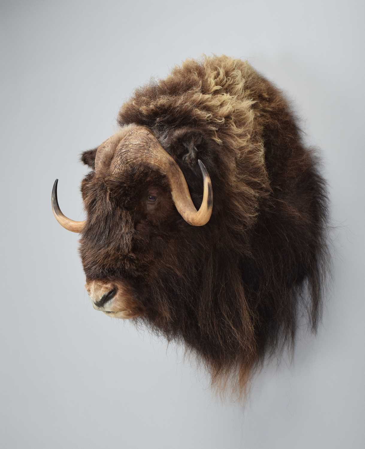 Lot 290 - Taxidermy: North American Musk Ox (Ovibos
